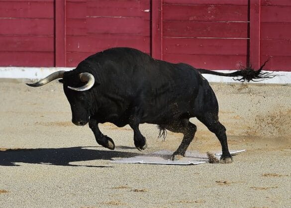 Bull festivals take place all over Spain - InSpain.news