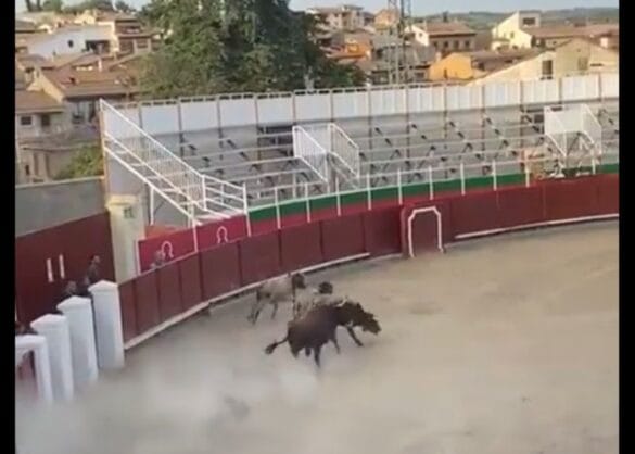 Bull suffering witnessed by children at event - InSpain.news